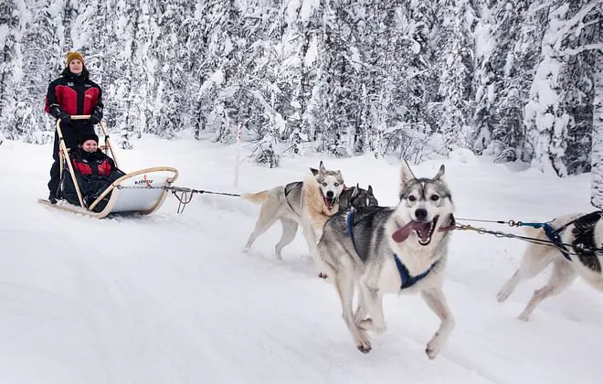 Pidempi Husky safari - Elämys Suomi